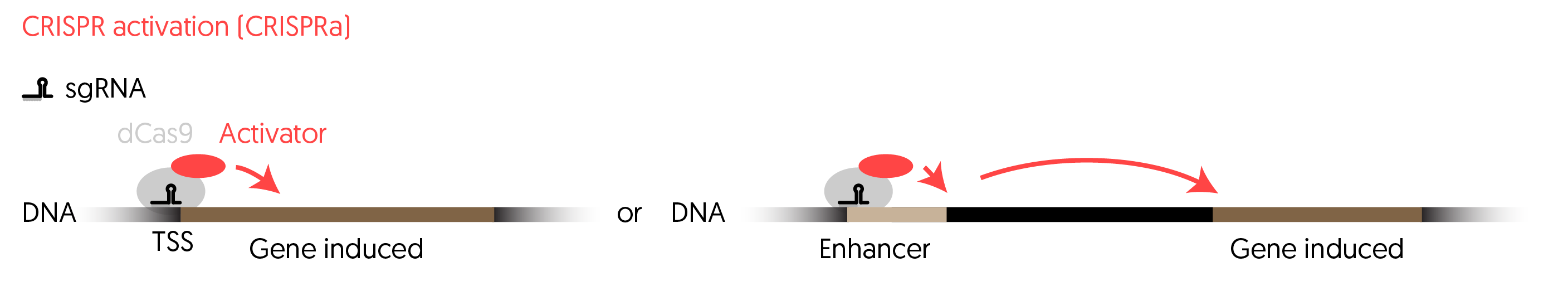 CRISPRlipid | Background