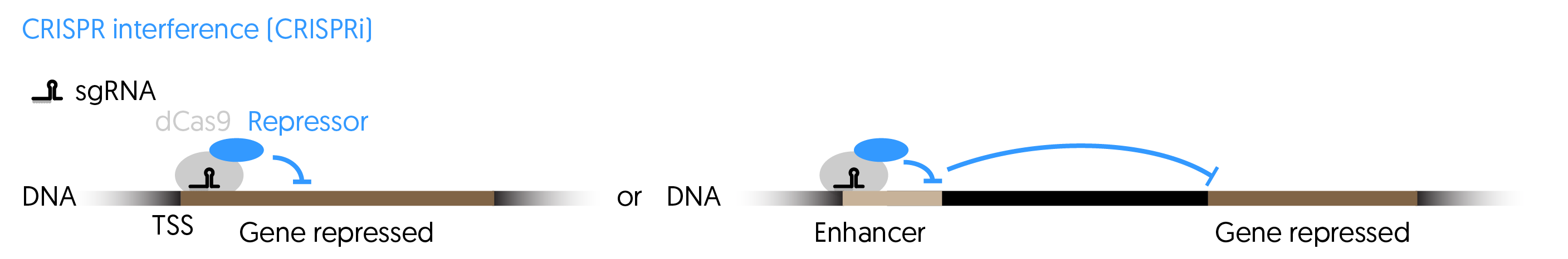 CRISPRlipid | Background