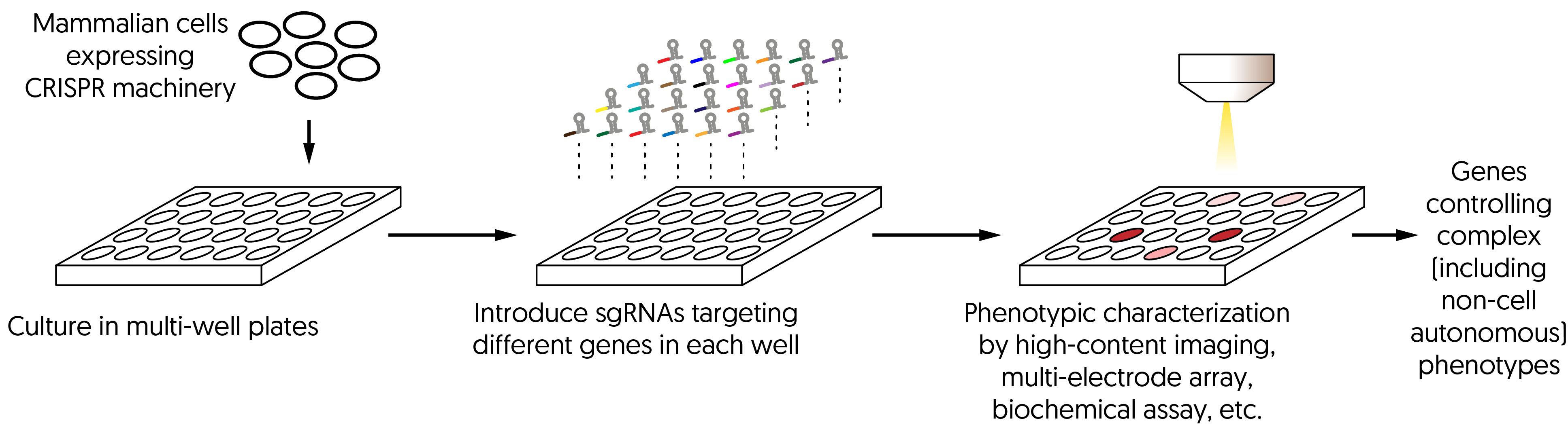 CRISPRlipid | Background